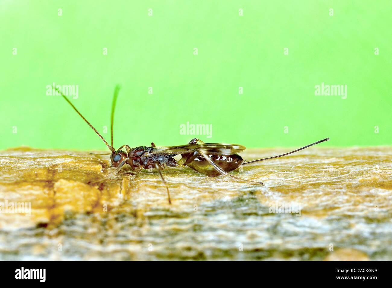Spathius agrili parasitic wasp on a plant. This Chinese wasp is being ...
