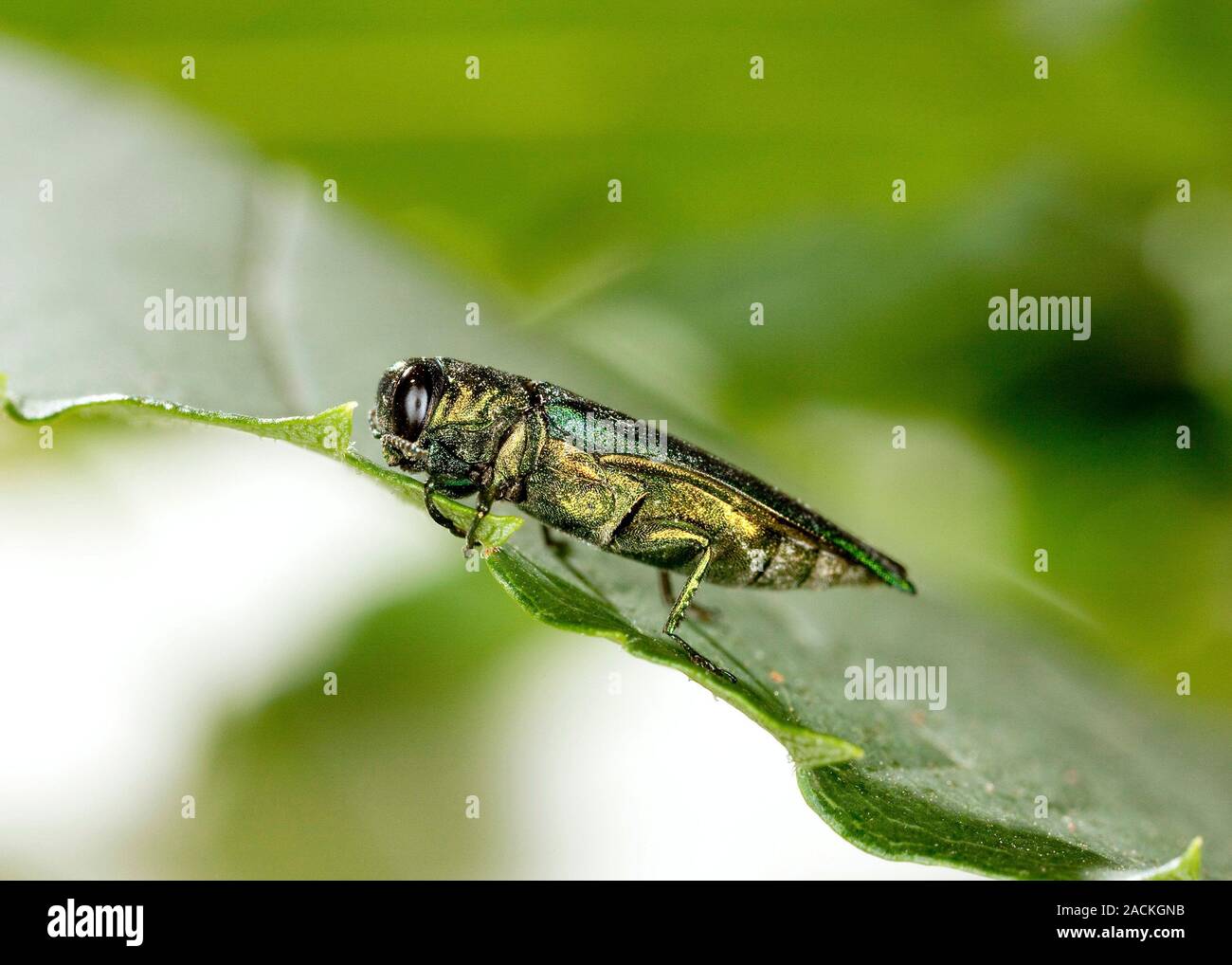 Emerald ash borer (EAB, Agrilus planipennis) on a leaf Stock Photo - Alamy