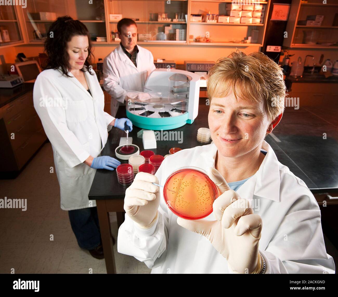 Bacteria research. Technician collecting a sample of E. coli ...