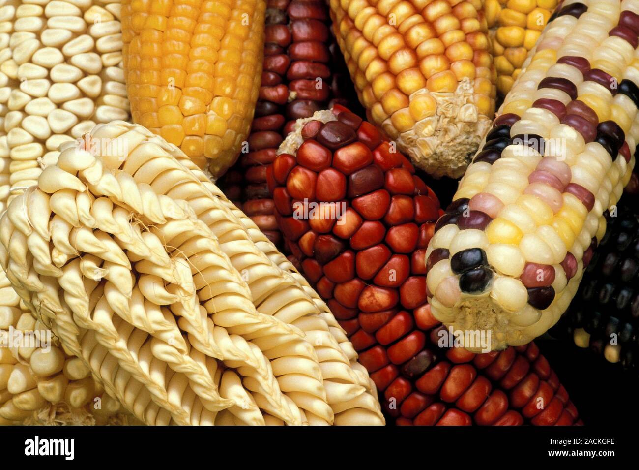 Native maize varieties. Cobs from various different examples of native ...