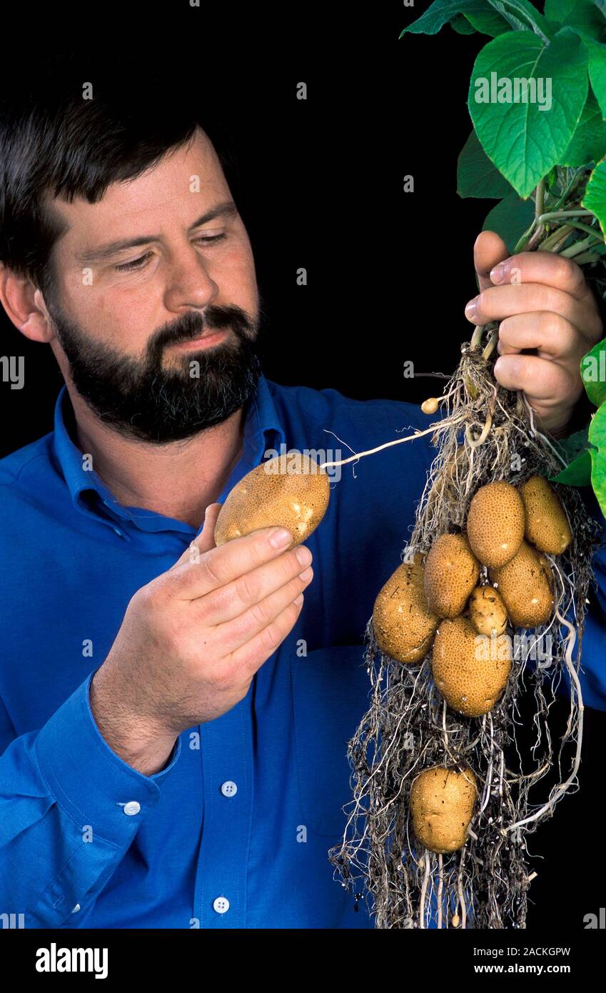 Agricultural research. Researcher examining a cultivated potato ...