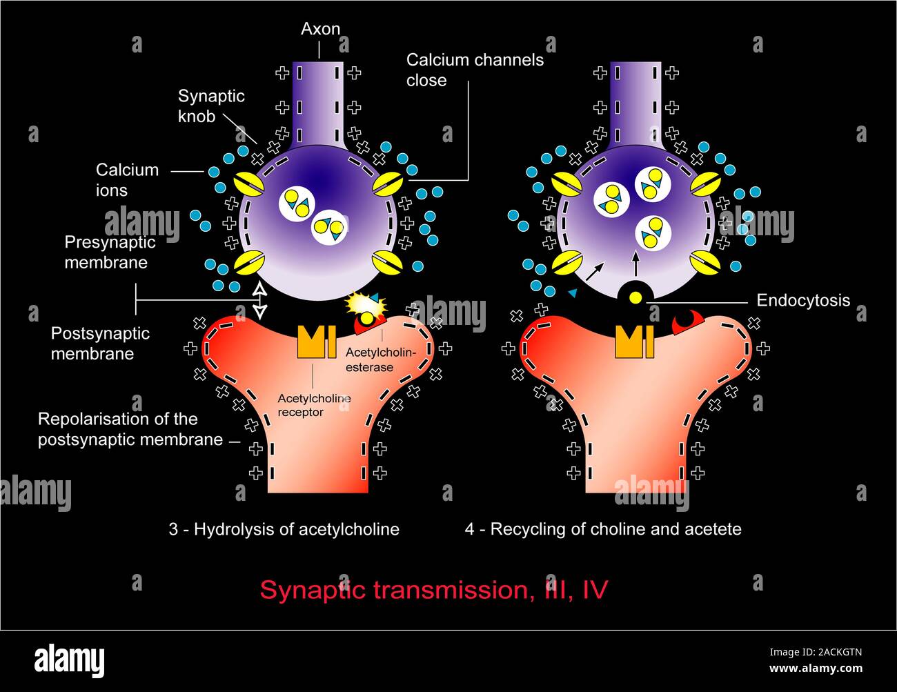 Synapse. Computer artwork of a synapse, the junction between two nerve ...