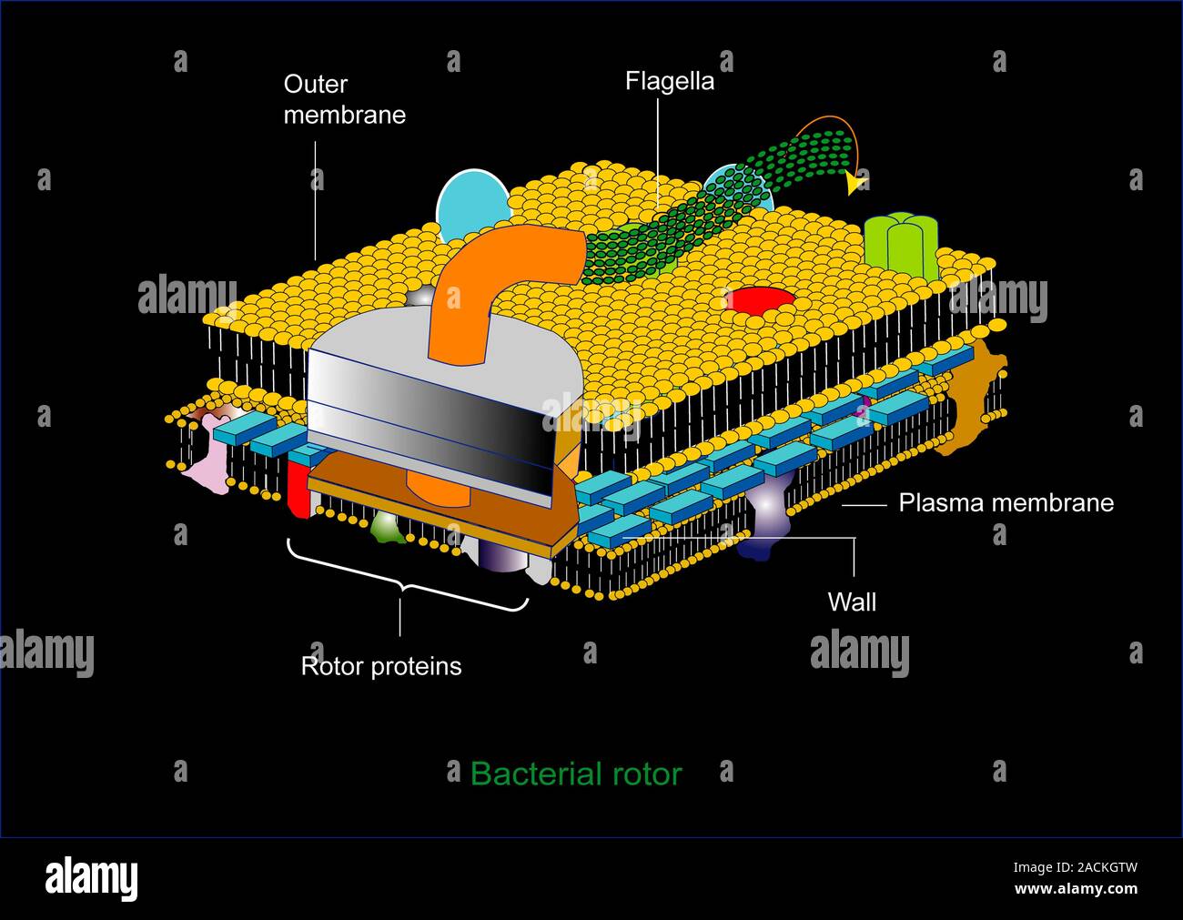 Bacterial flagellum structure. Computer artwork of a section through a ...