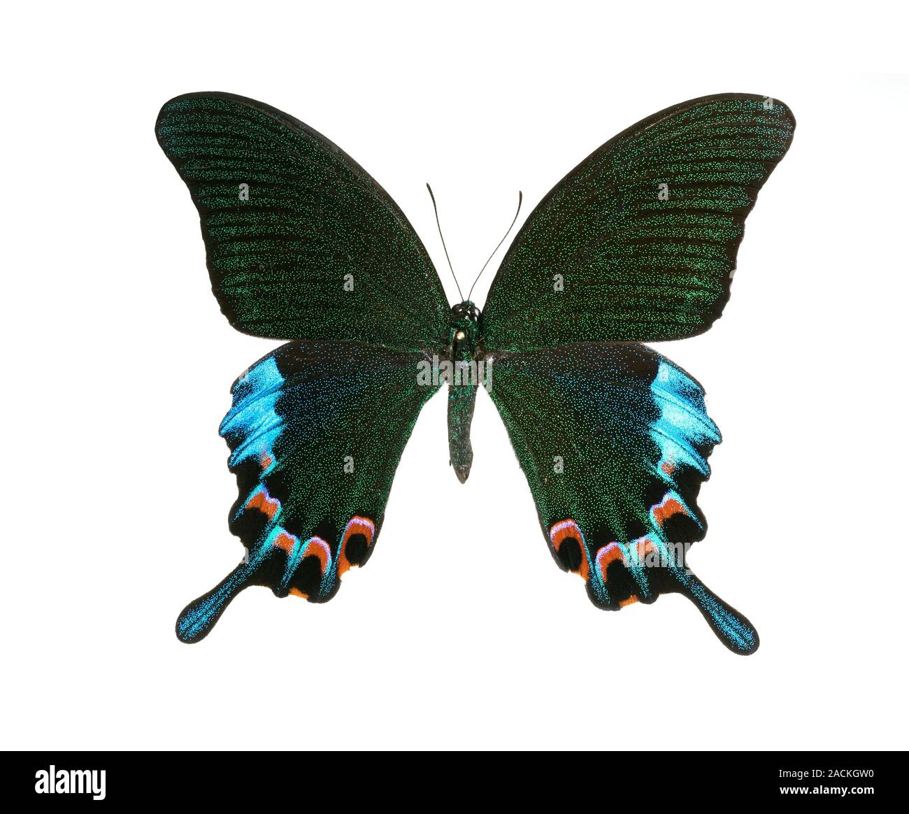 Luzon peacock swallowtail (Papilio chikae chikae). This butterfly is ...