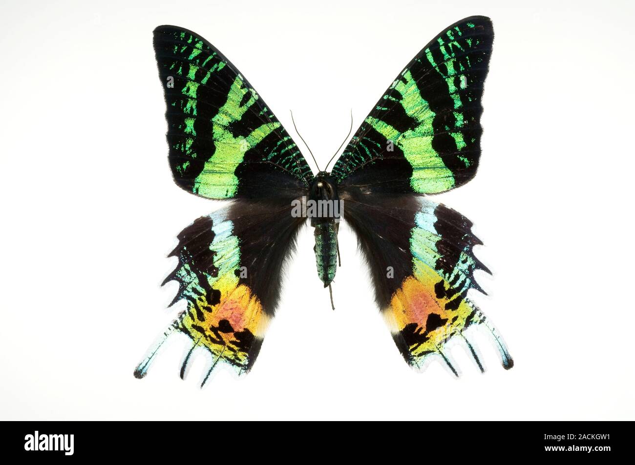 Madagascan sunset moth (Chrysiridia rhipheus). This moth is endemic to ...