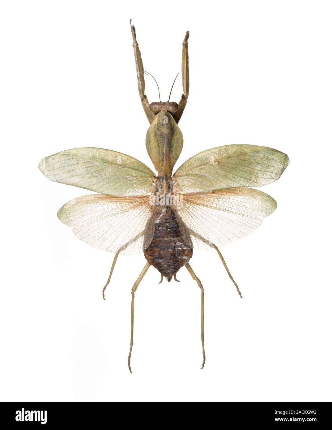 Hooded praying mantis (Rhombodera basalis). This specimen is from East ...