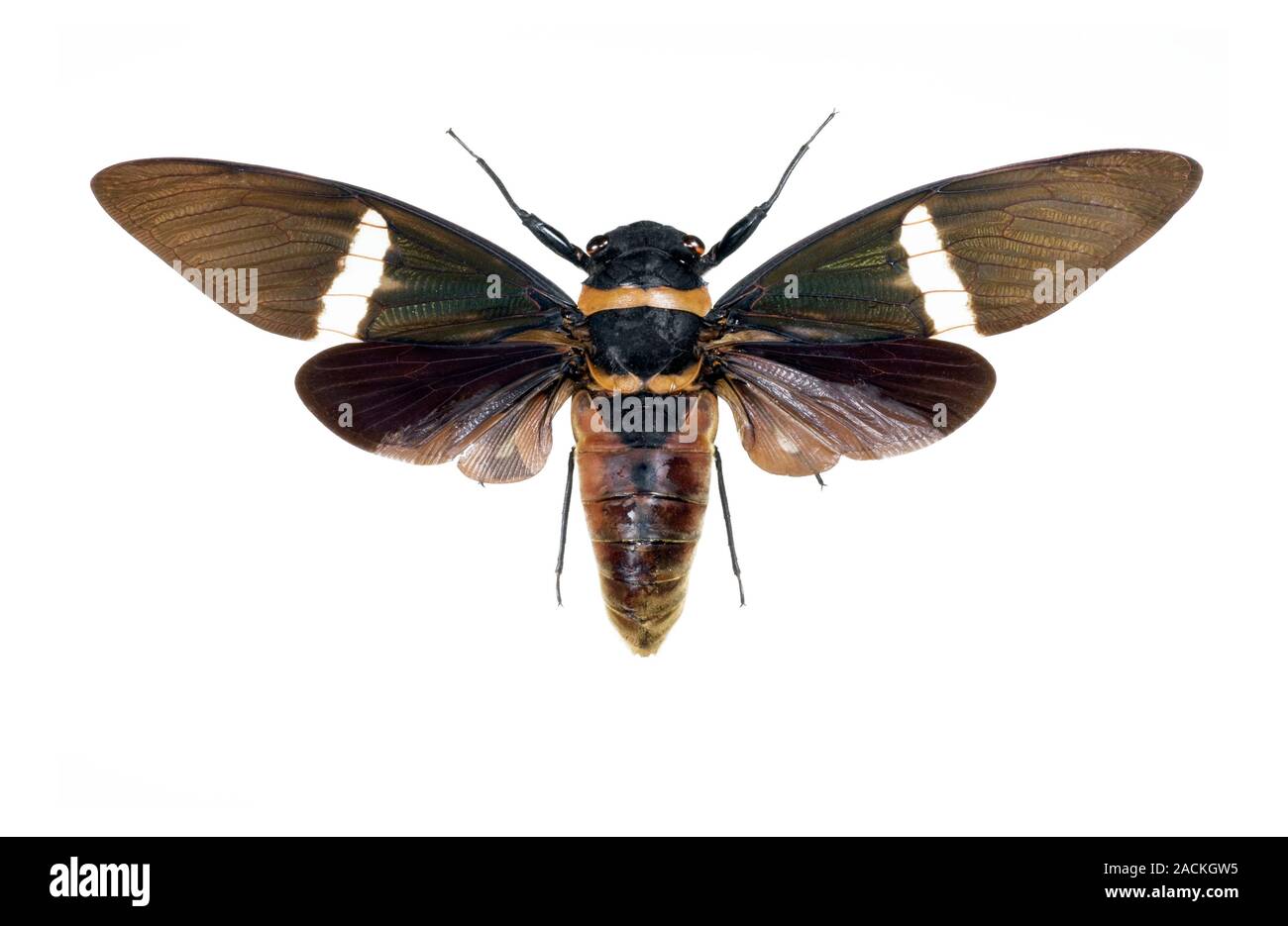 Tosena cicada (Tosena albata). This specimen is from Thailand Stock ...