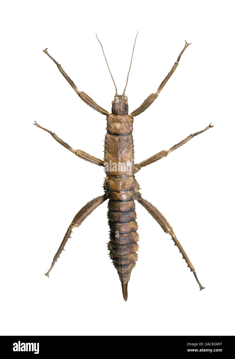Eurycantha stick insect (Eurycantha horrida). This specimen is from ...