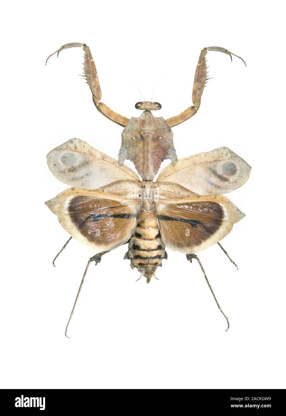 Giant dead leaf mantis (Deroplatys desiccata). This mantis is found in ...