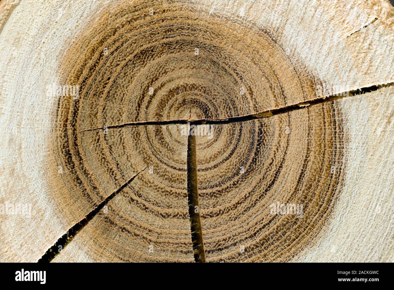 The cut surface of a branch of a laburnum tree, Laburnum vulgaris ...