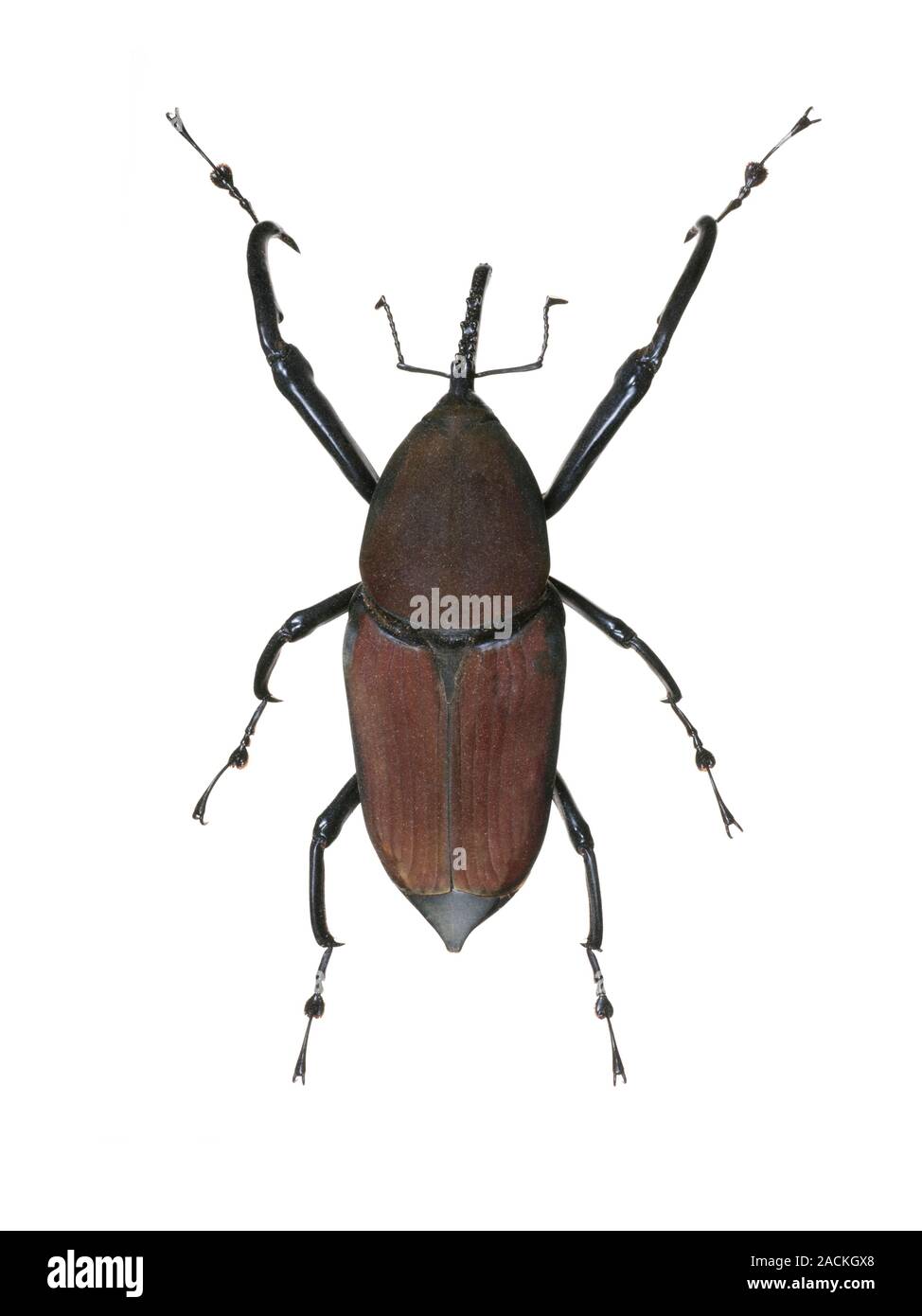 Giant palm weevil (Macrochirus praetor). This specimen is from Thailand ...