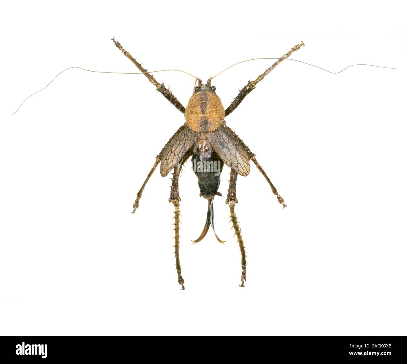 Peruvian katydid. Katydids (bush-crickets) are also known as long ...