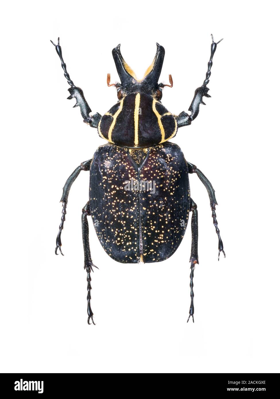 Inca scarab beetle (Inca clathrata). This specimen is from Peru Stock ...