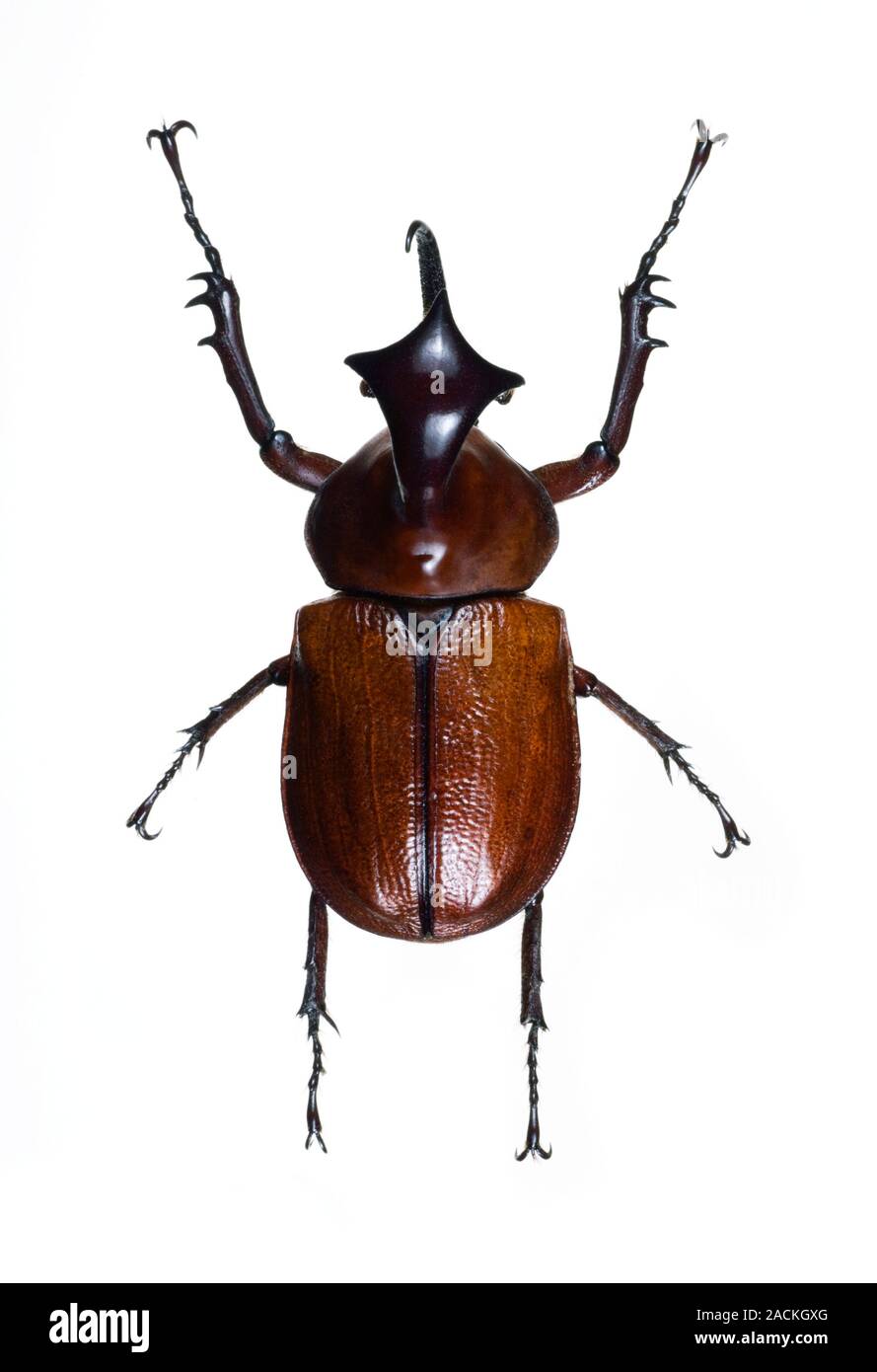Golofa scarab beetle (Golofa claviger). This specimen is from Peru ...