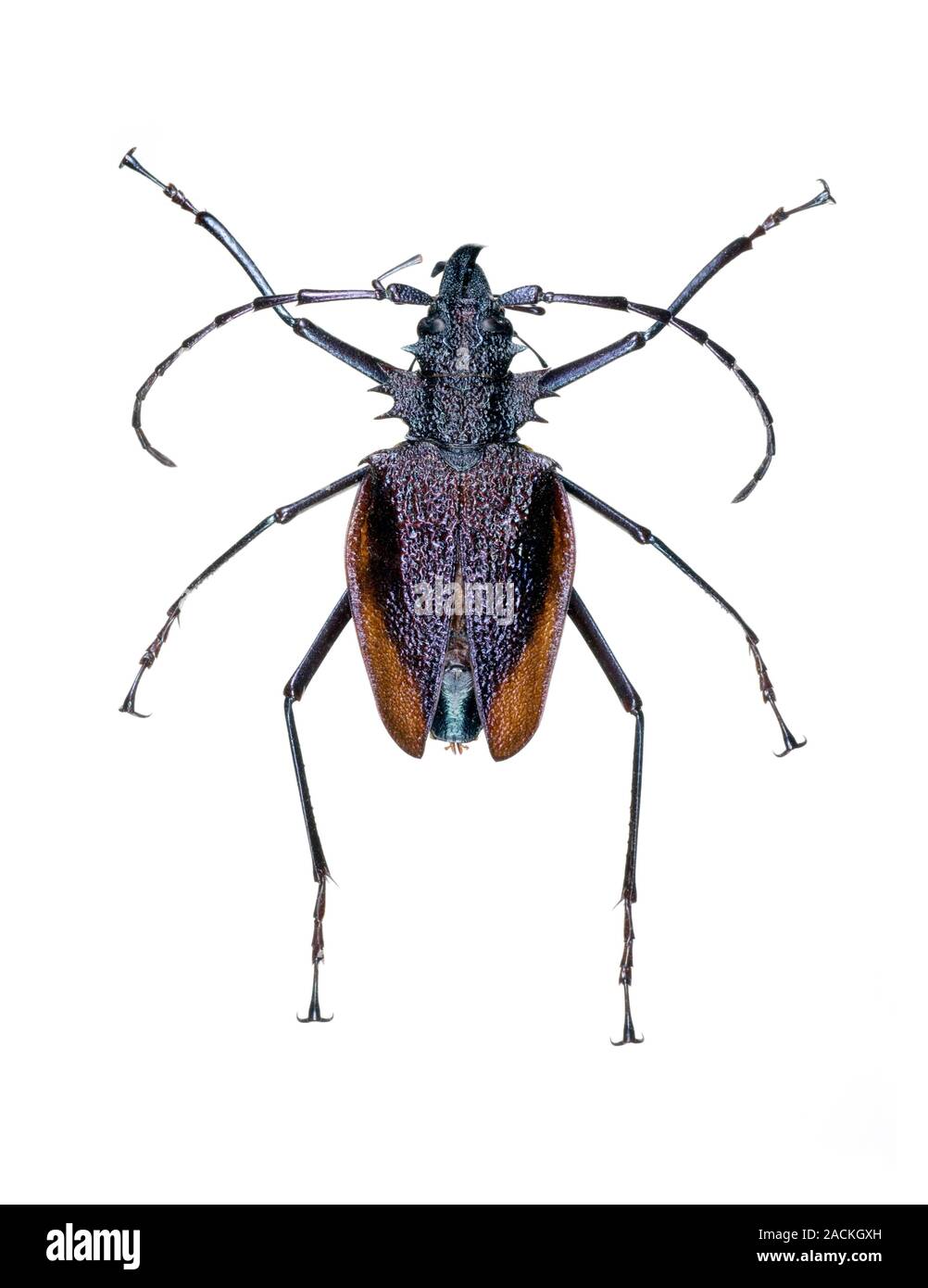 Psalidognathus longhorn beetle. This specimen is from Peru Stock Photo ...