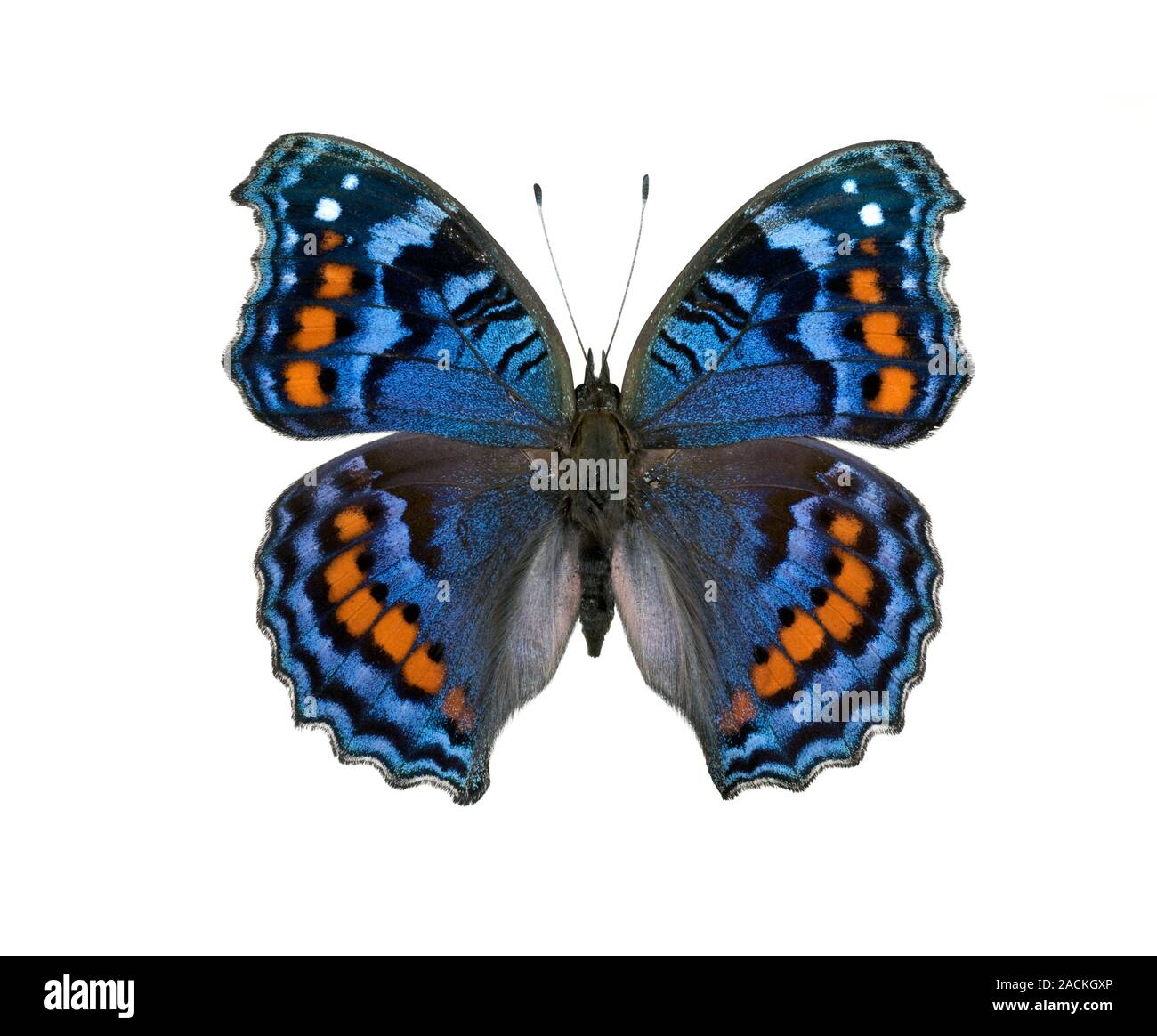 Gaudy commodore butterfly (Precis octavia sesamus). This is the winter ...