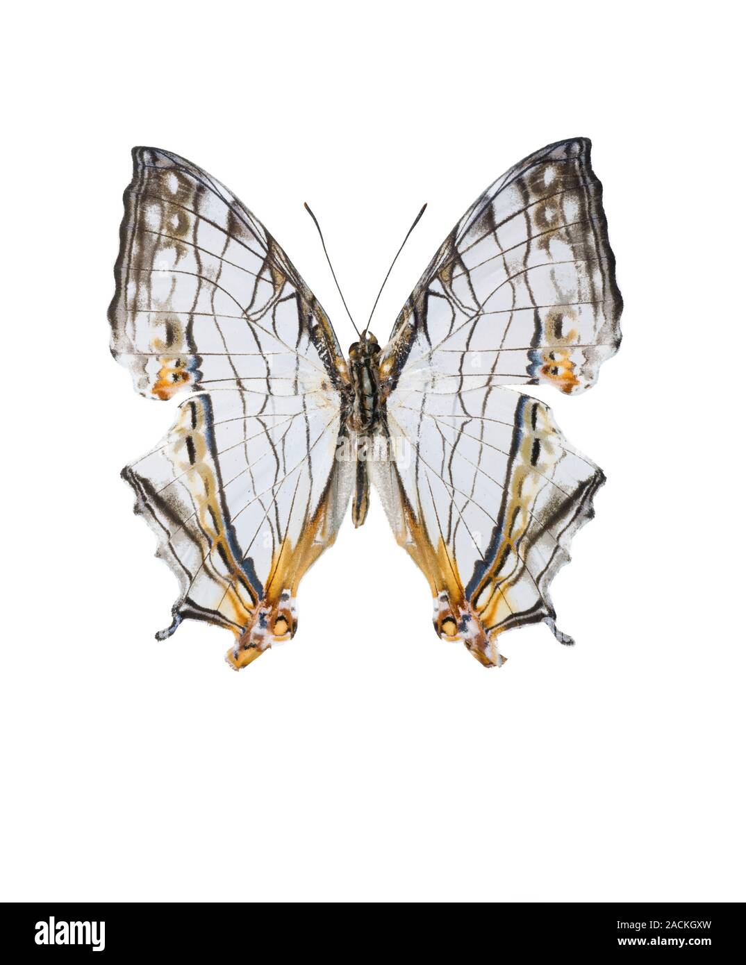 Common map butterfly (Cyrestis thyodamas). This specimen is from ...