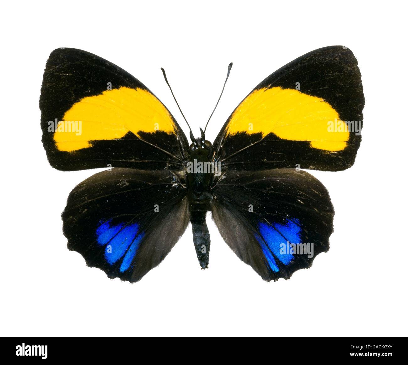 Callicore aegina butterfly, topside. This specimen is from Peru Stock ...