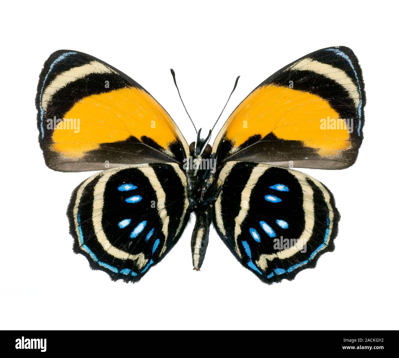Callicore aegina butterfly, underside. This specimen is from Peru Stock ...