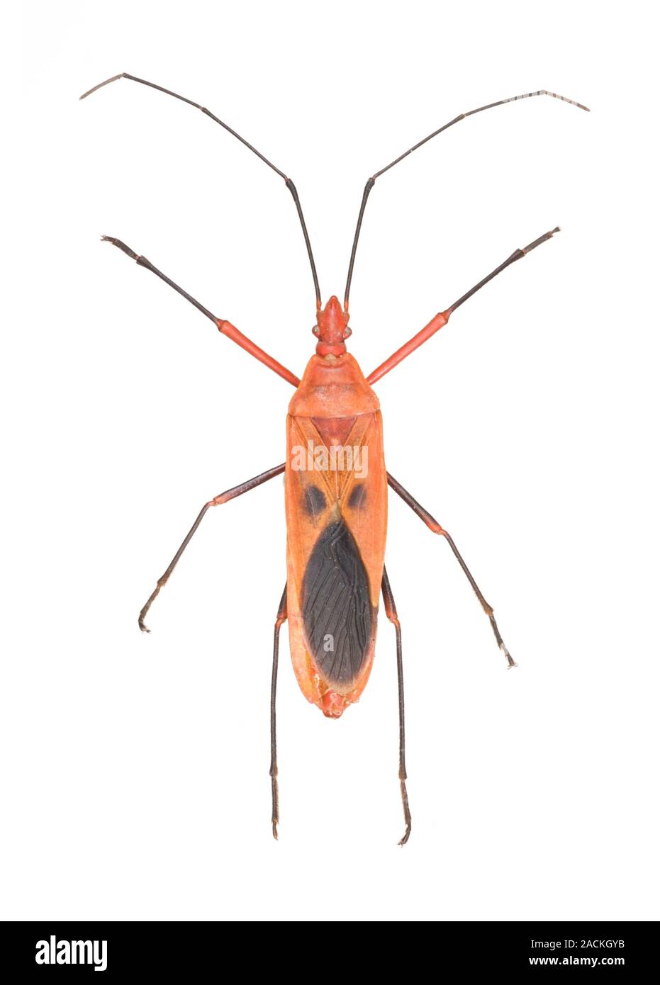 Giant red bug (Lohita grandis). This specimen is from Thailand Stock ...