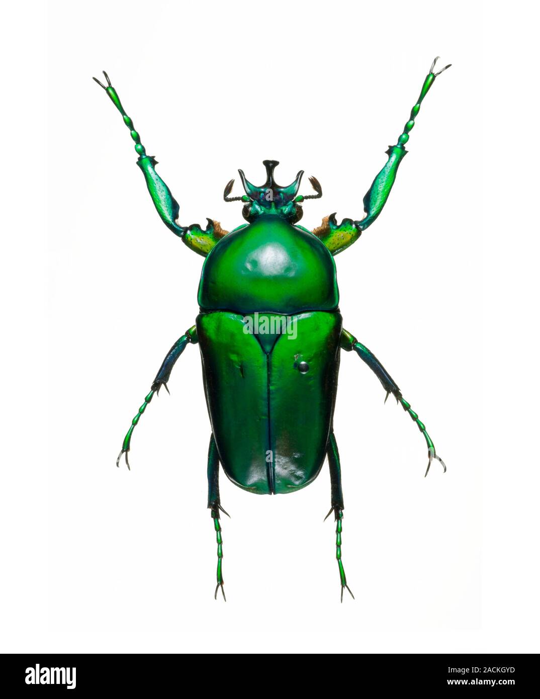 Neptunides flower beetle (Neptunides stanleyi). This specimen is from ...