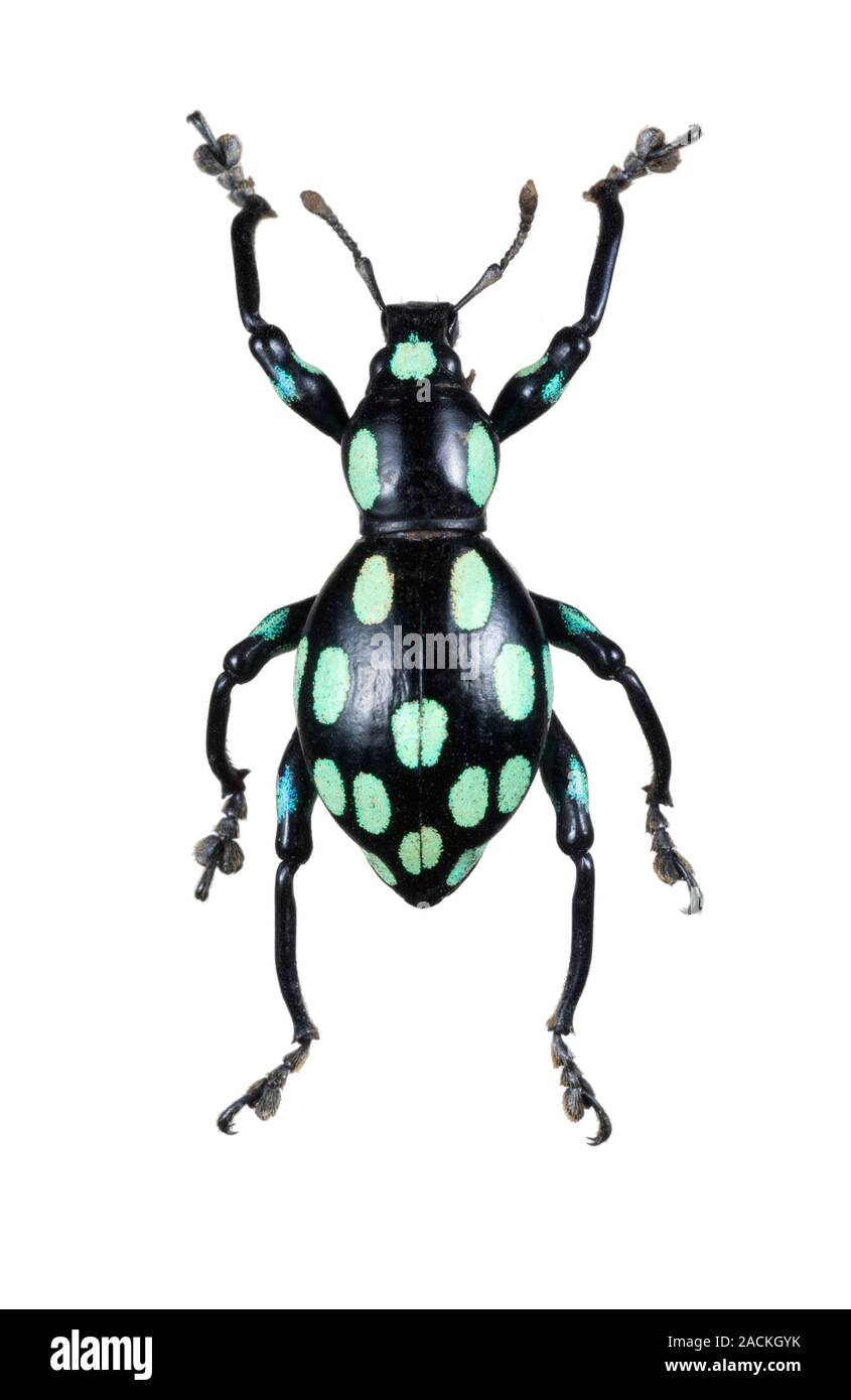 Pachyrhynchus weevil (Pachyrhynchus helleri). This specimen is from ...