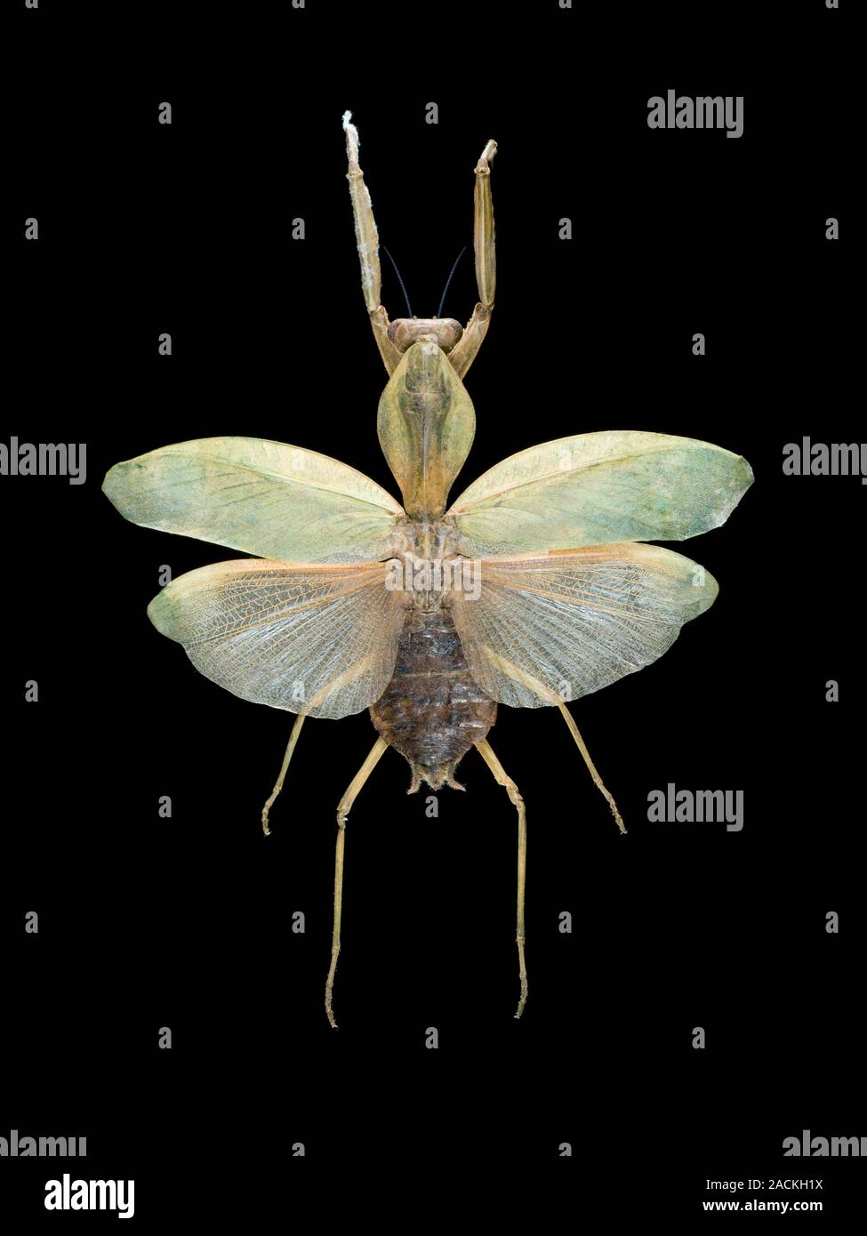 Hooded praying mantis (Rhombodera basalis). This specimen is from East ...