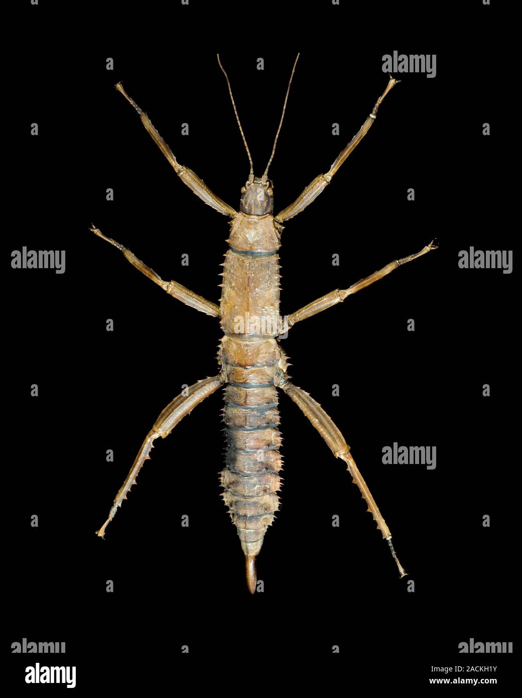 Eurycantha stick insect (Eurycantha horrida). This specimen is from ...