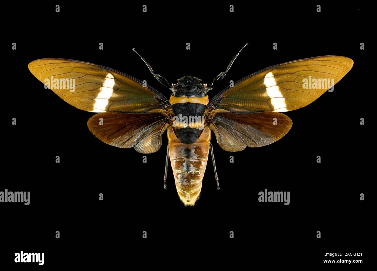 Tosena cicada (Tosena albata). This specimen is from Thailand Stock ...