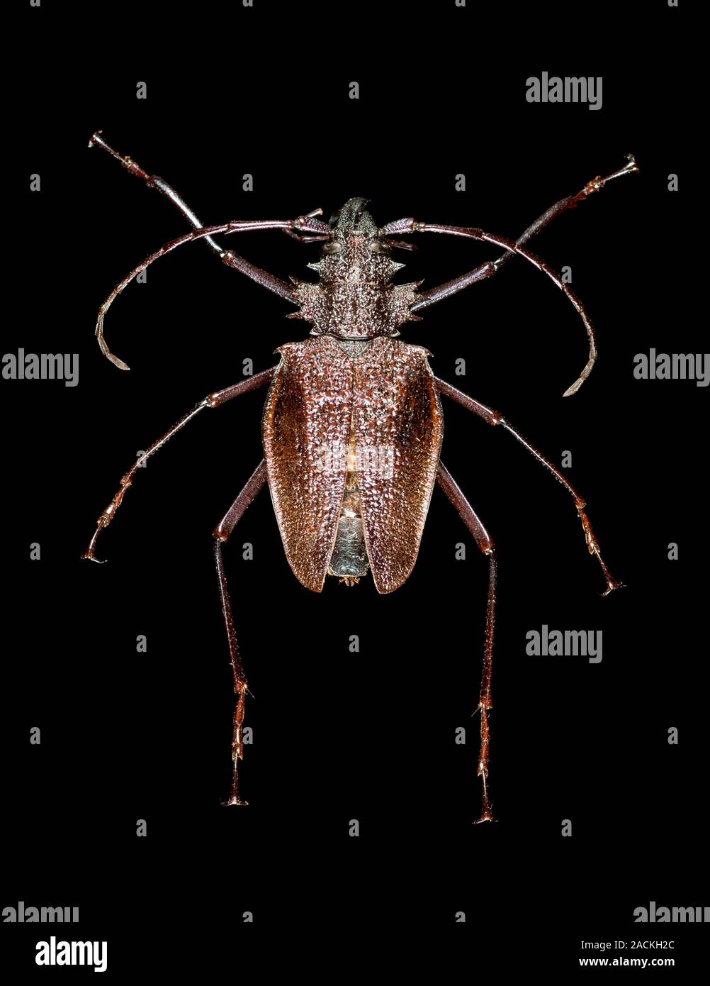 Psalidognathus longhorn beetle. This specimen is from Peru Stock Photo ...