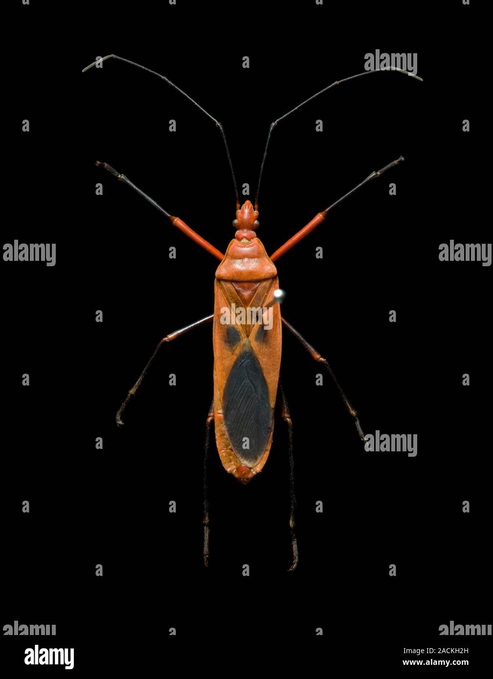 Giant red bug (Lohita grandis). This specimen is from Thailand Stock ...