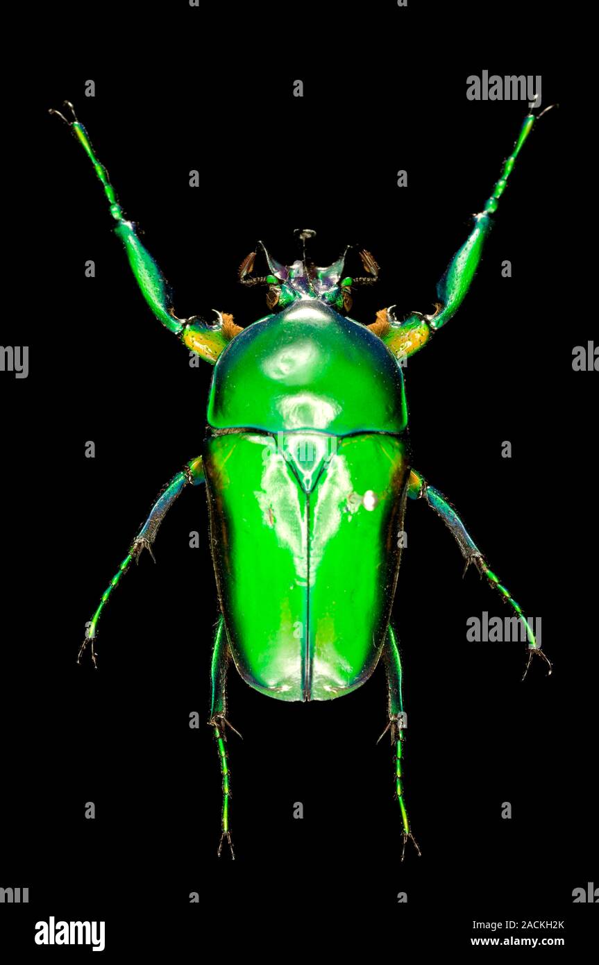 Neptunides flower beetle (Neptunides stanleyi). This specimen is from ...