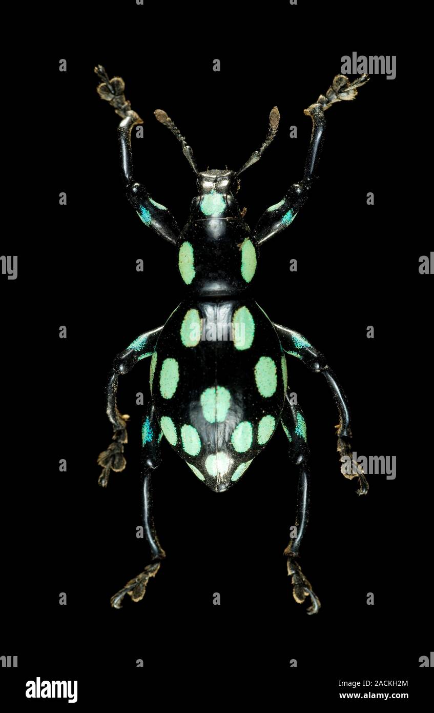 Pachyrhynchus weevil (Pachyrhynchus helleri). This specimen is from ...