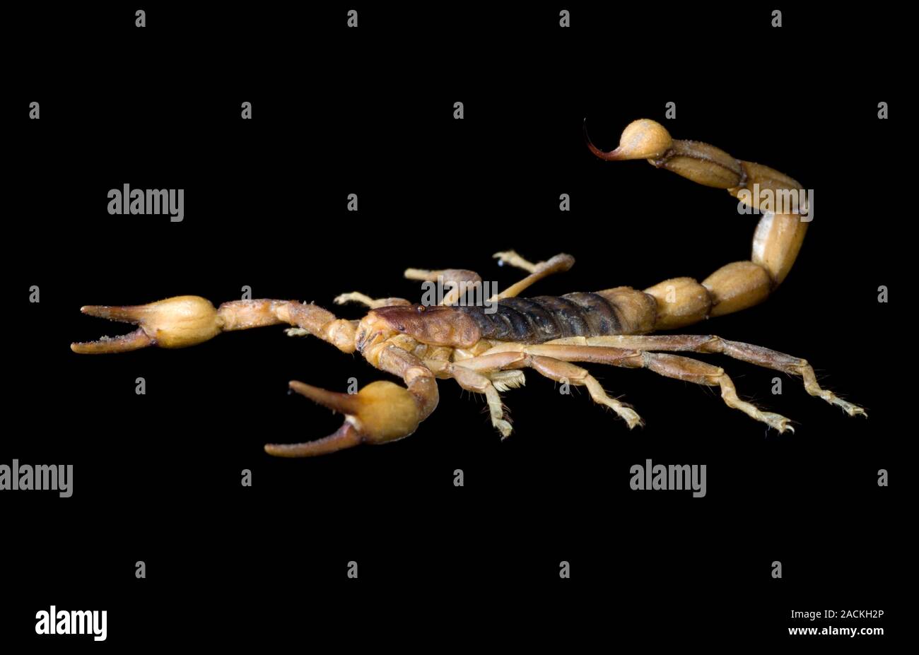 Peruvian golden scorpion (Hadruroides charcasus). This specimen is from ...