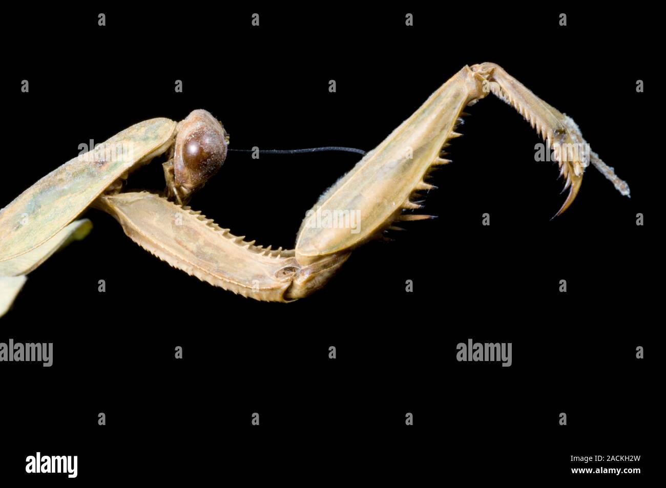 Hooded praying mantis (Rhombodera basalis), close-up of the head and ...