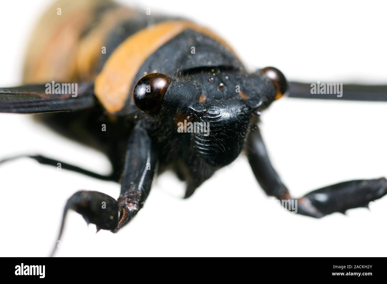 Tosena cicada (Tosena albata), close-up of the head. This specimen is ...
