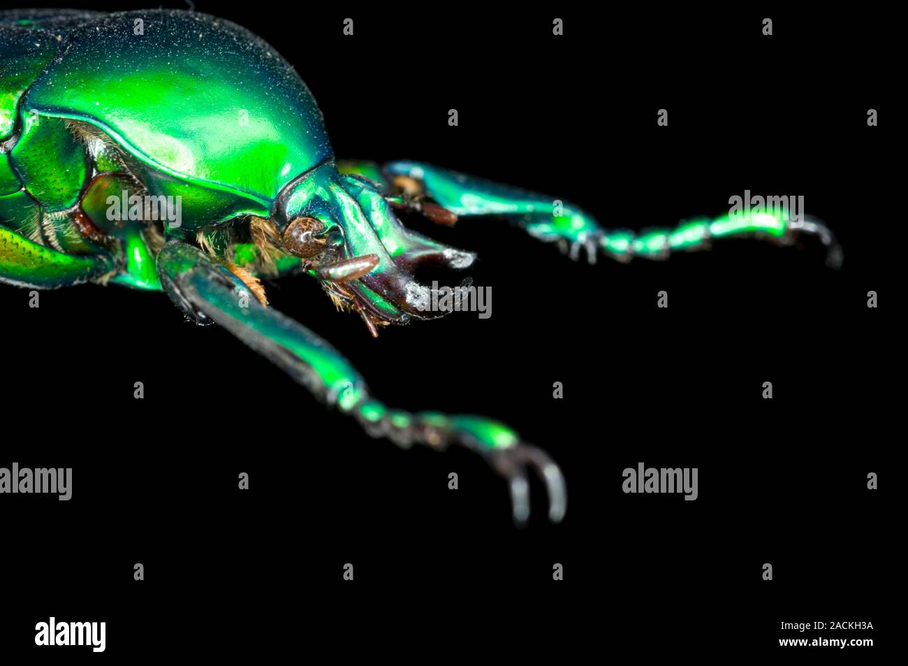 Neptunides flower beetle (Neptunides stanleyi), close-up of the head ...