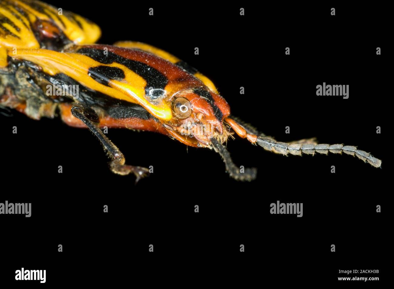 Giant red bug (Lohita grandis), close-up of the head. This specimen is ...