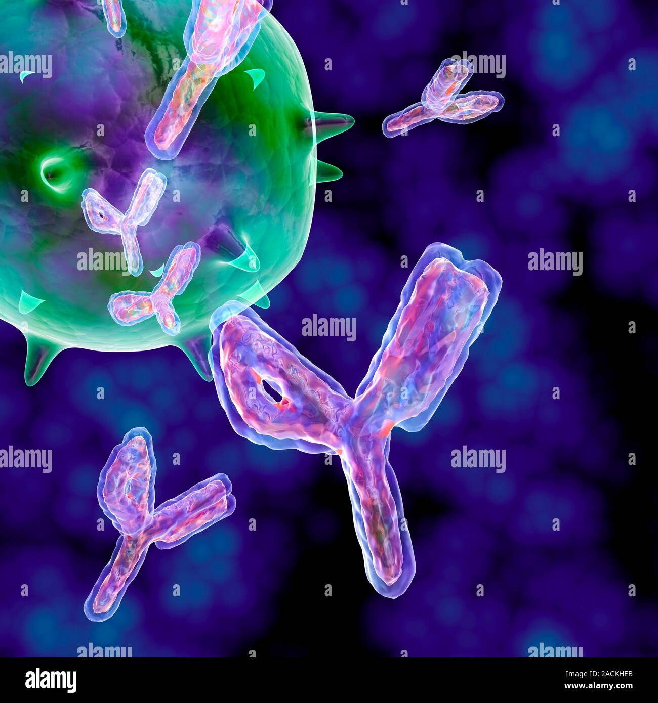 Computer artwork of antibody molecules showing the structure of an ...
