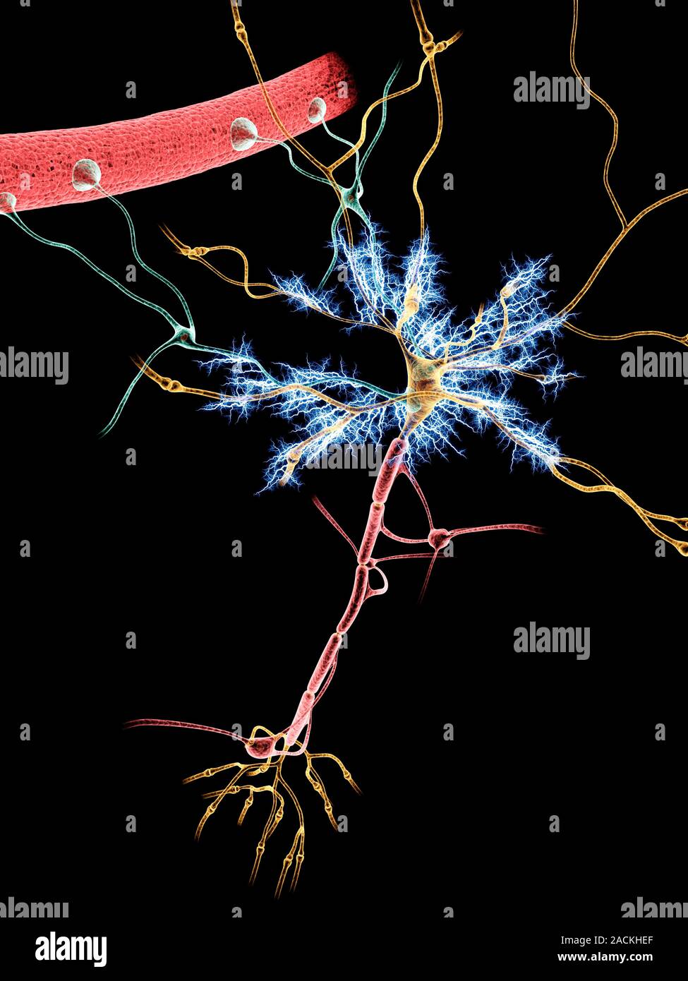 Neuron, nerve cell, firing, computer artwork Stock Photo - Alamy