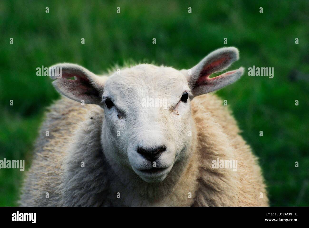 Texel lamb with ear damage. This disfiguring of young lambs' ears is ...