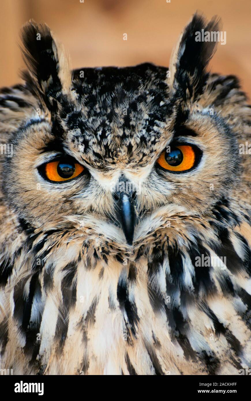 Bengalese eagle owl (Bubo bengalensis) female. This bird is found ...