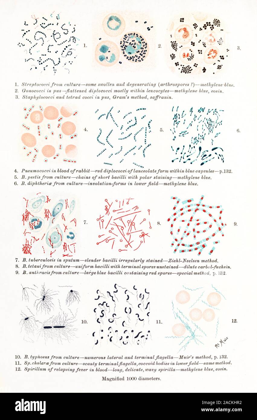Bacteria, historical artwork. Early 20th Century illustrations of ...