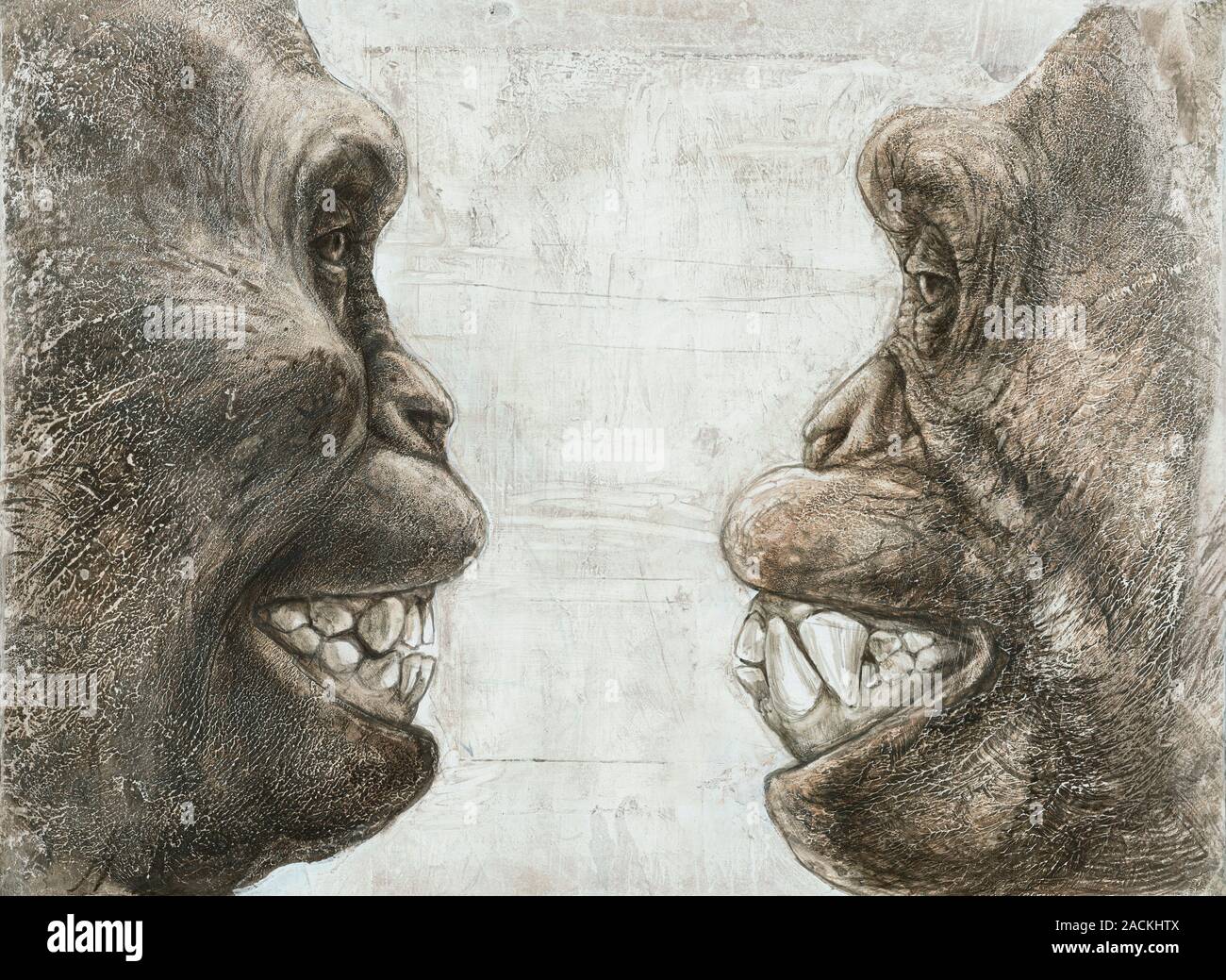 Australopithecus and chimpanzee teeth. Artwork comparing the teeth of ...