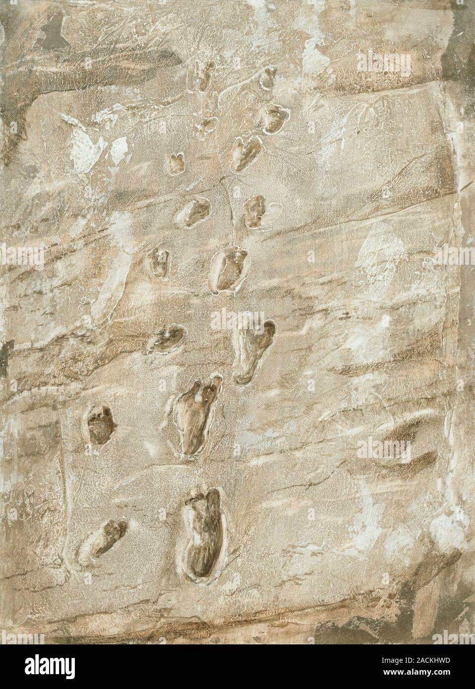 Laetoli fossil footprints. Artwork showing the Laetoli footprints that ...