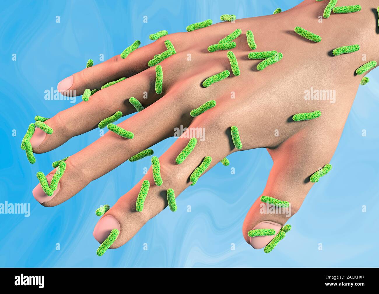Skin bacteria. Computer artwork of rod-shaped (bacillus) bacteria on a ...