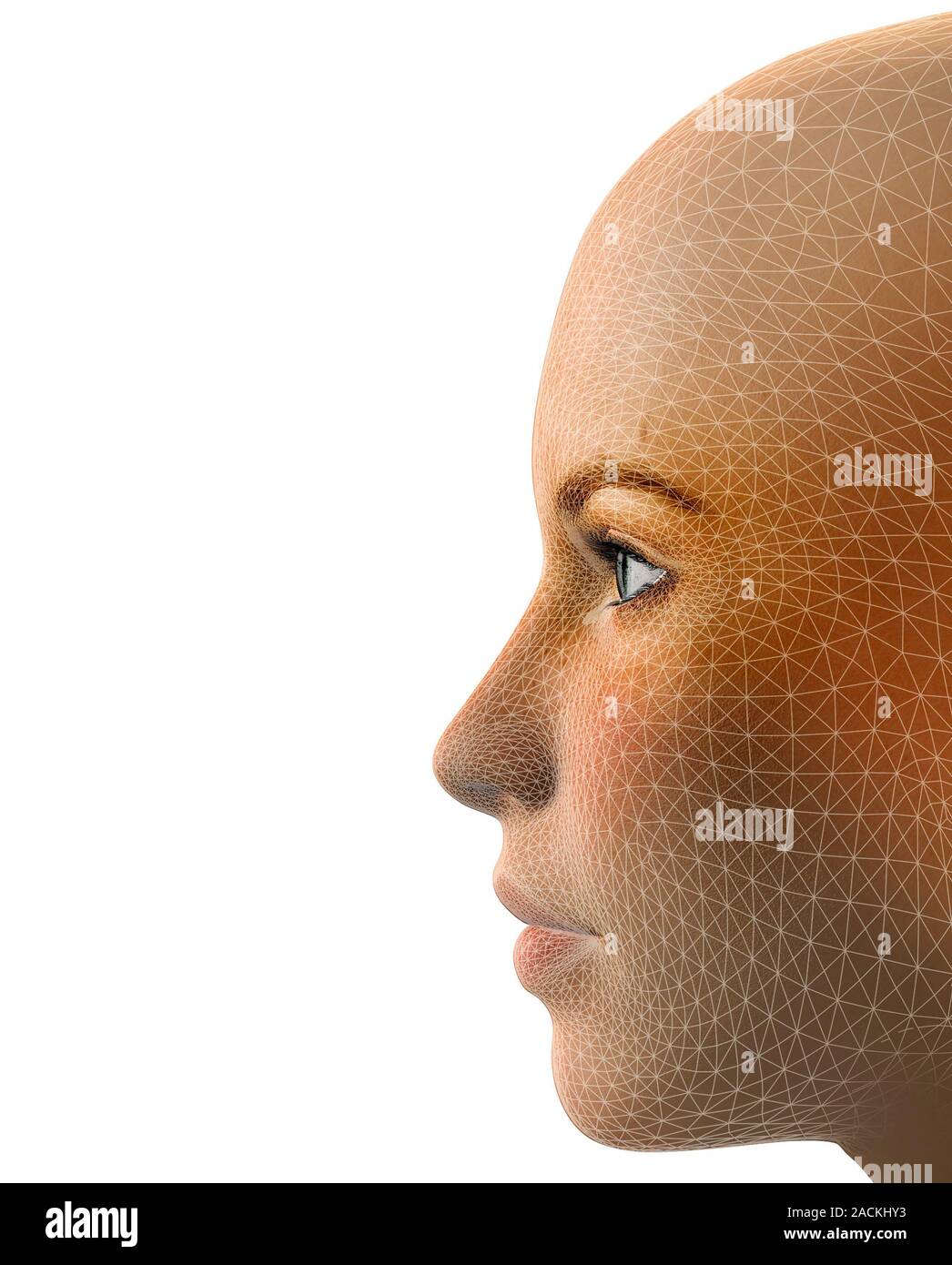 Facemapping. Computer artwork of a grid system layered over a human ...