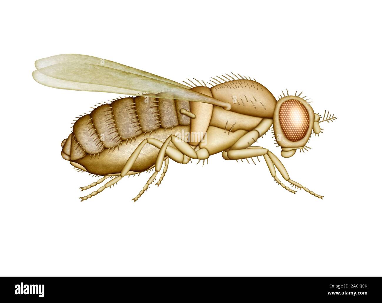 Fruit fly. Computer artwork showing the anatomy of a fruit fly ...