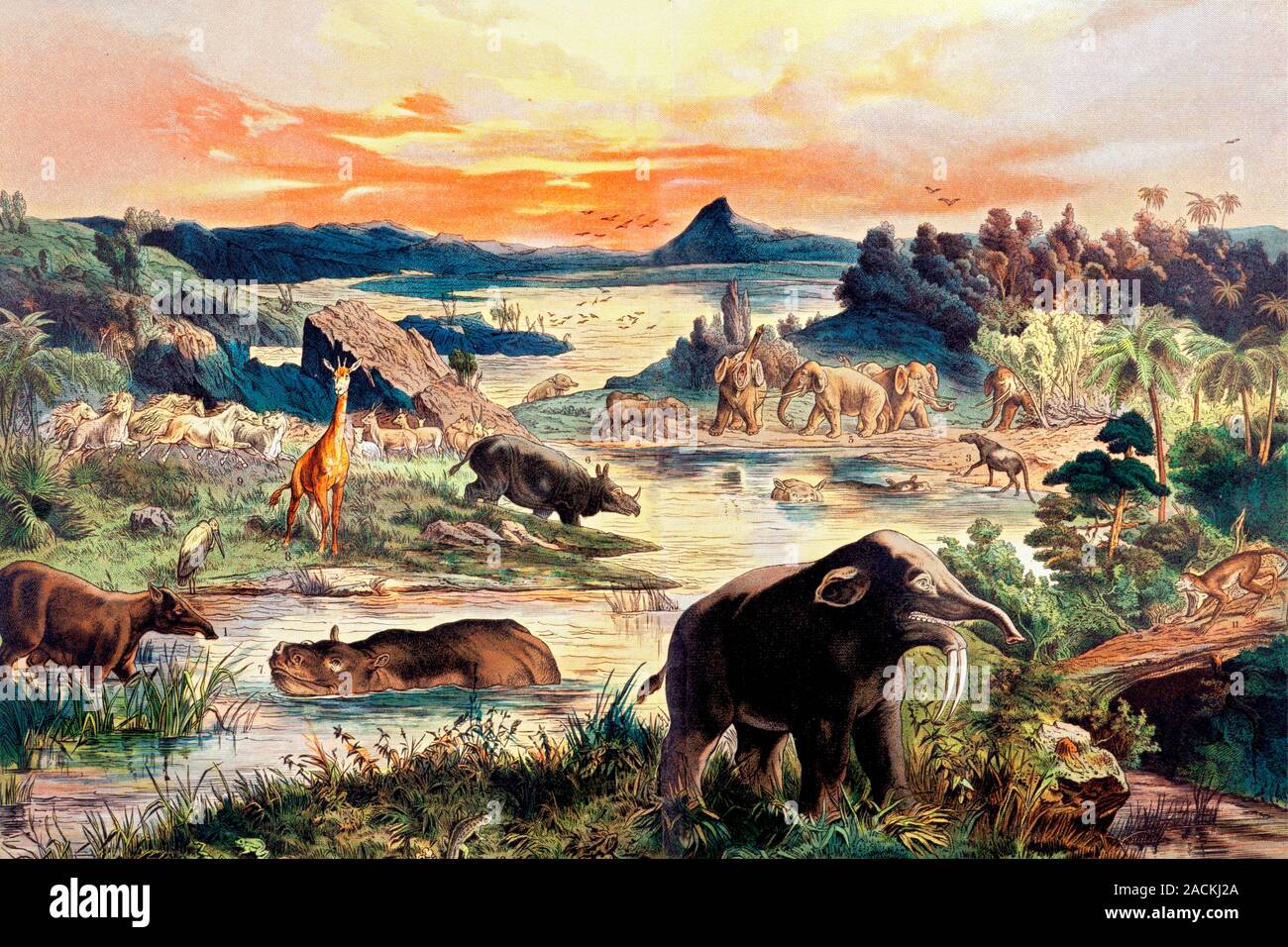 Mammals of the Tertiary including Palaeotherium (1), hippopotamus (7 ...