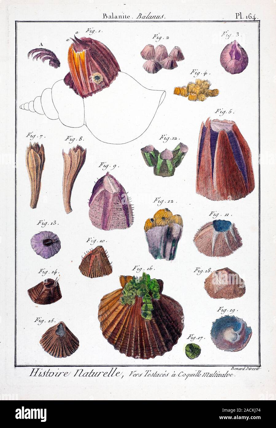 Plate 164 Balanite Balanus" from the "Encyclopedie Methodique ...